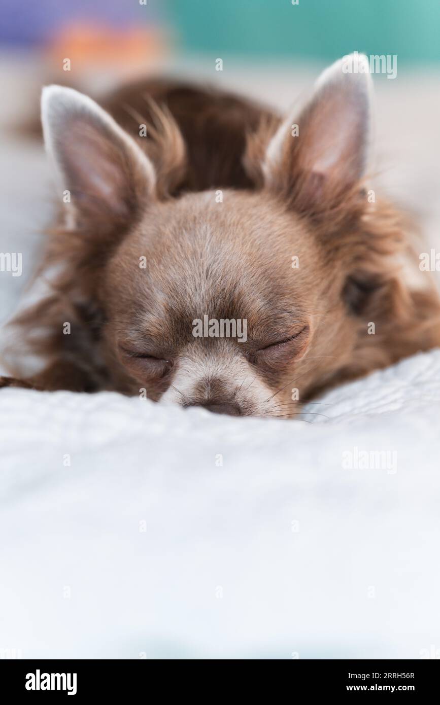 Lilac cute longhair chiwawa - closeup photography Stock Photo - Alamy