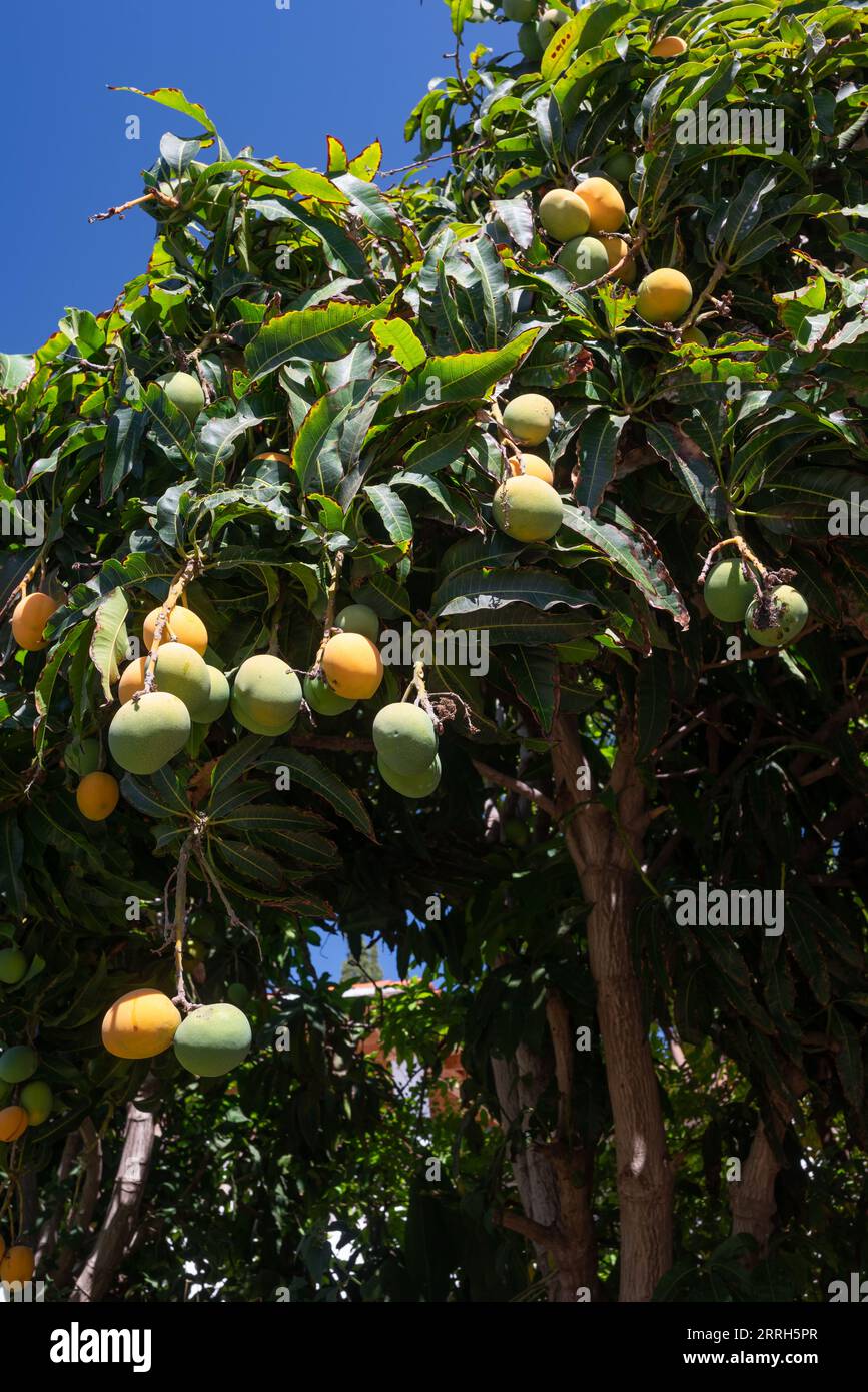 Ripe yellow and green nispero fruit growing on a tree. Japanese loquat ...