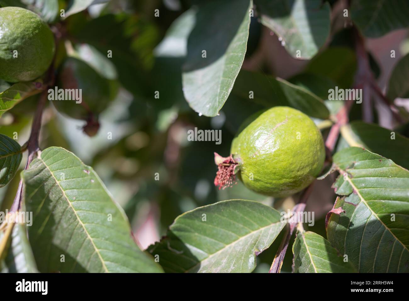 Guave fruit growing on a tree branch among green leaves. Psidium ...