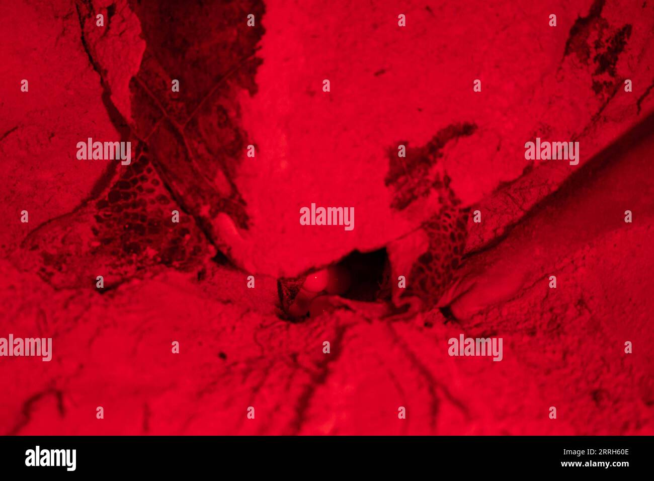 220616 -- REDANG ISLAND, June 16, 2022 -- Under the red light as not to ...