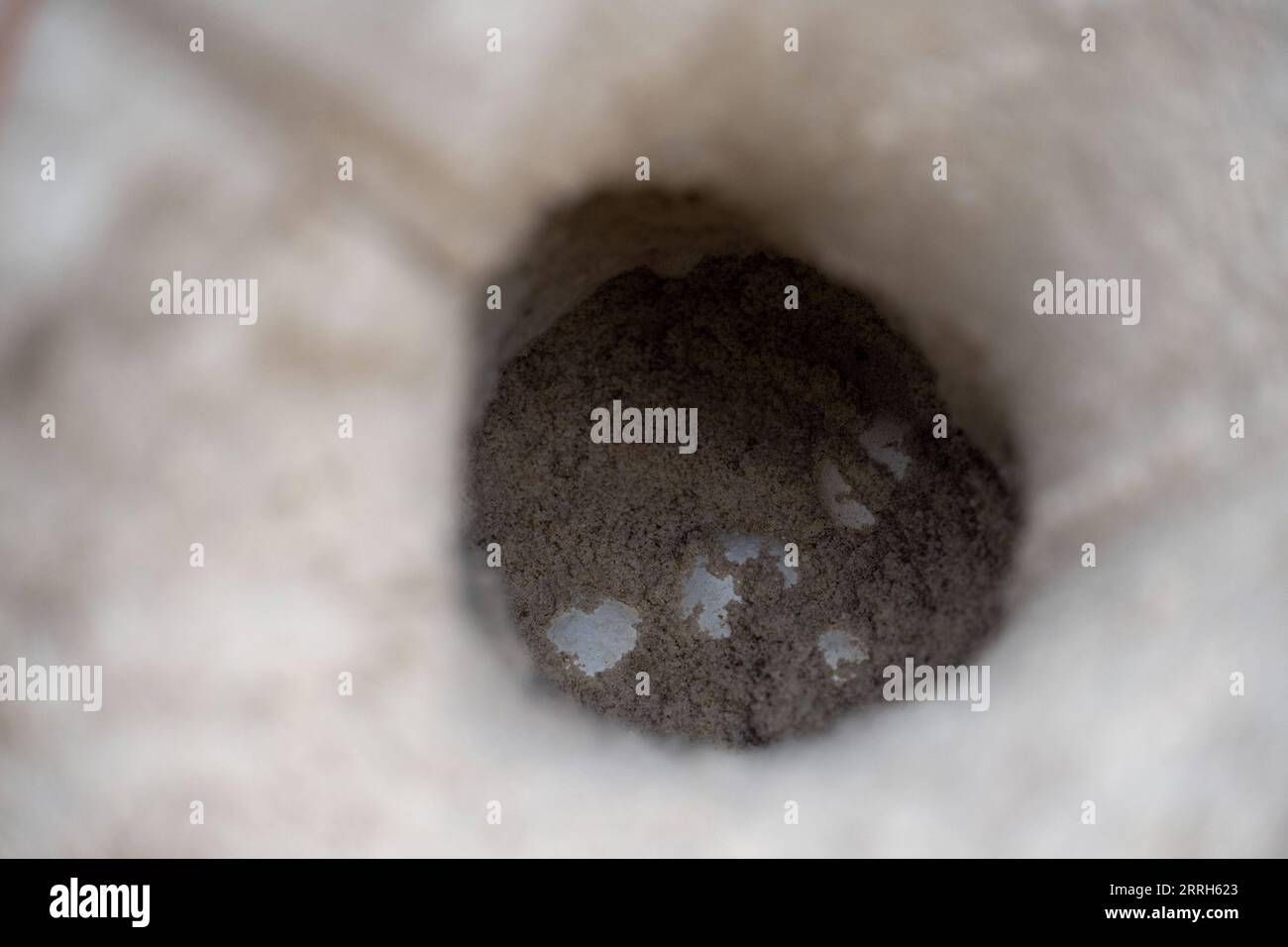220616 -- REDANG ISLAND, June 16, 2022 -- Unhatched eggs are seen as ...