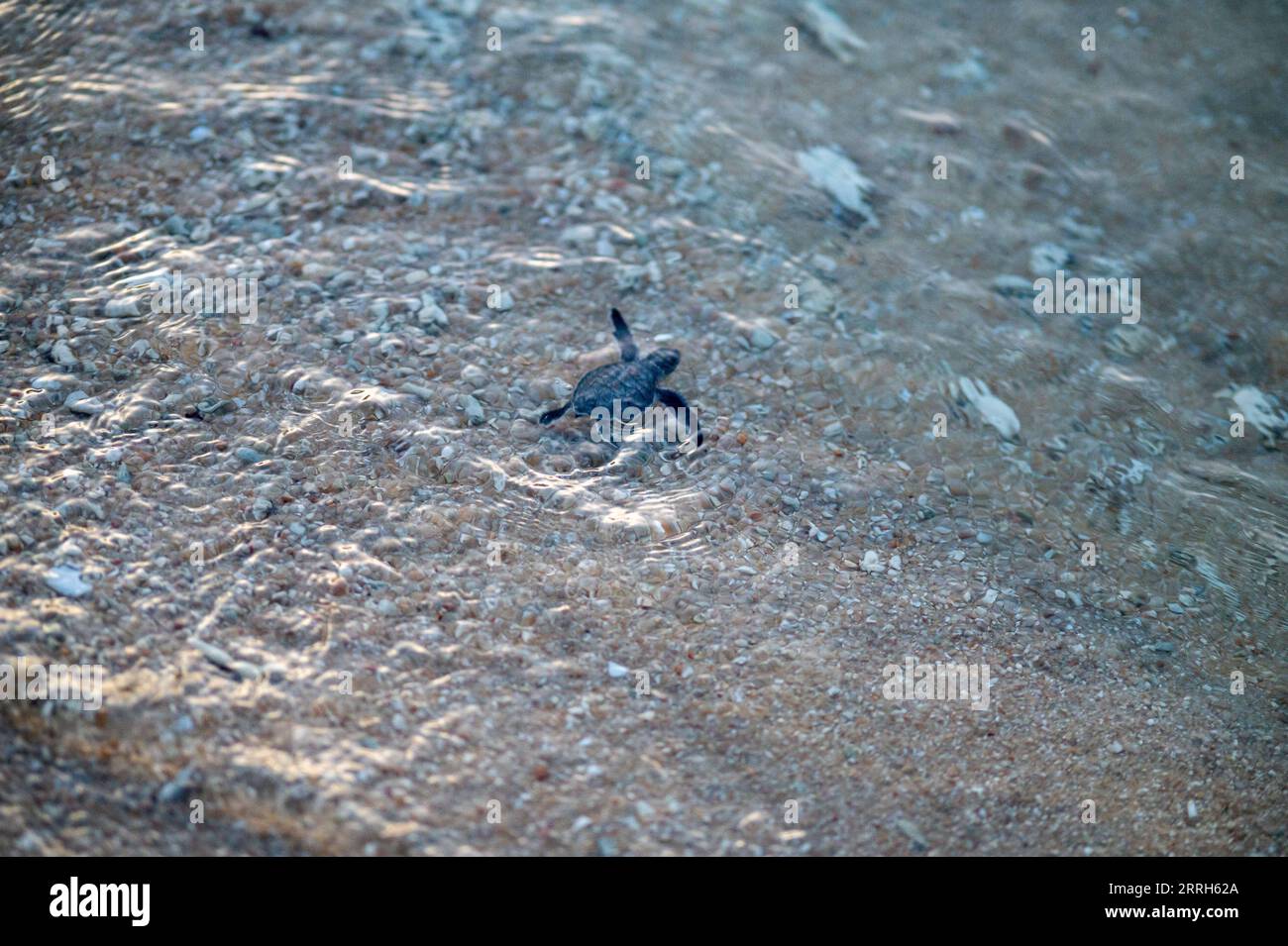 Hawksbill sea turtle nesting hi-res stock photography and images - Alamy