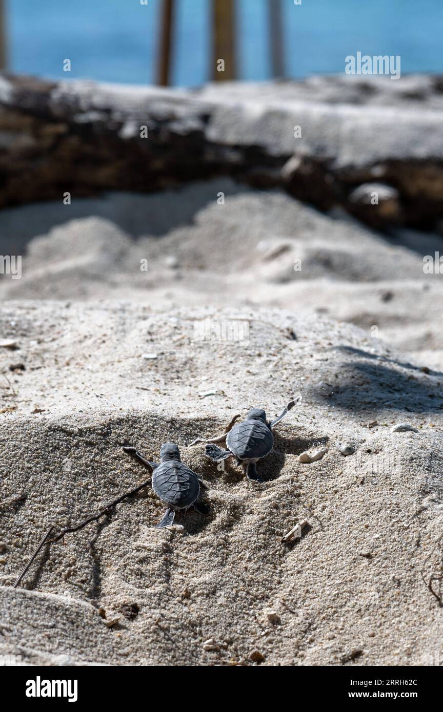 220616 -- REDANG ISLAND, June 16, 2022 -- Newly hatched baby green ...
