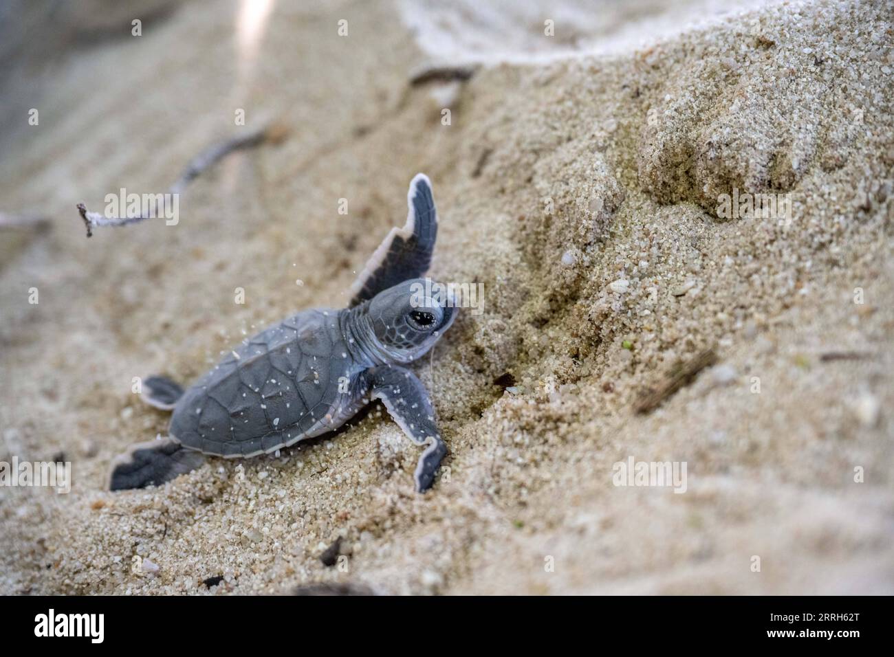 220616 -- REDANG ISLAND, June 16, 2022 -- A newly hatched baby green ...