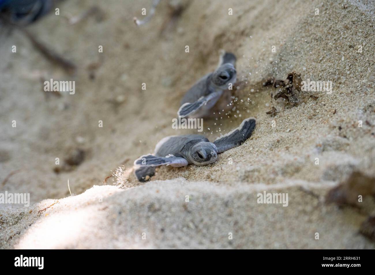 220616 -- REDANG ISLAND, June 16, 2022 -- Newly hatched baby green ...