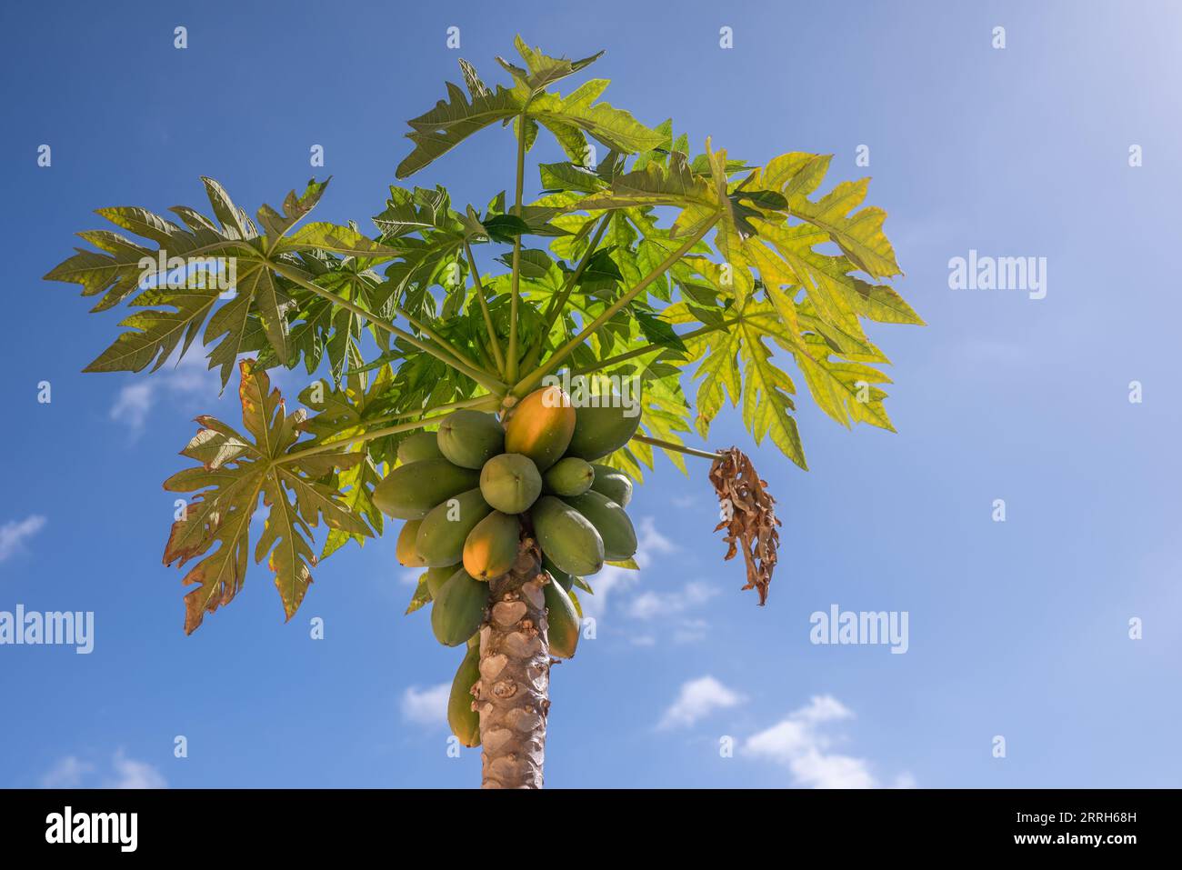 Papaya fruit on a tree on blue sky background. Green and ripe yellow ...