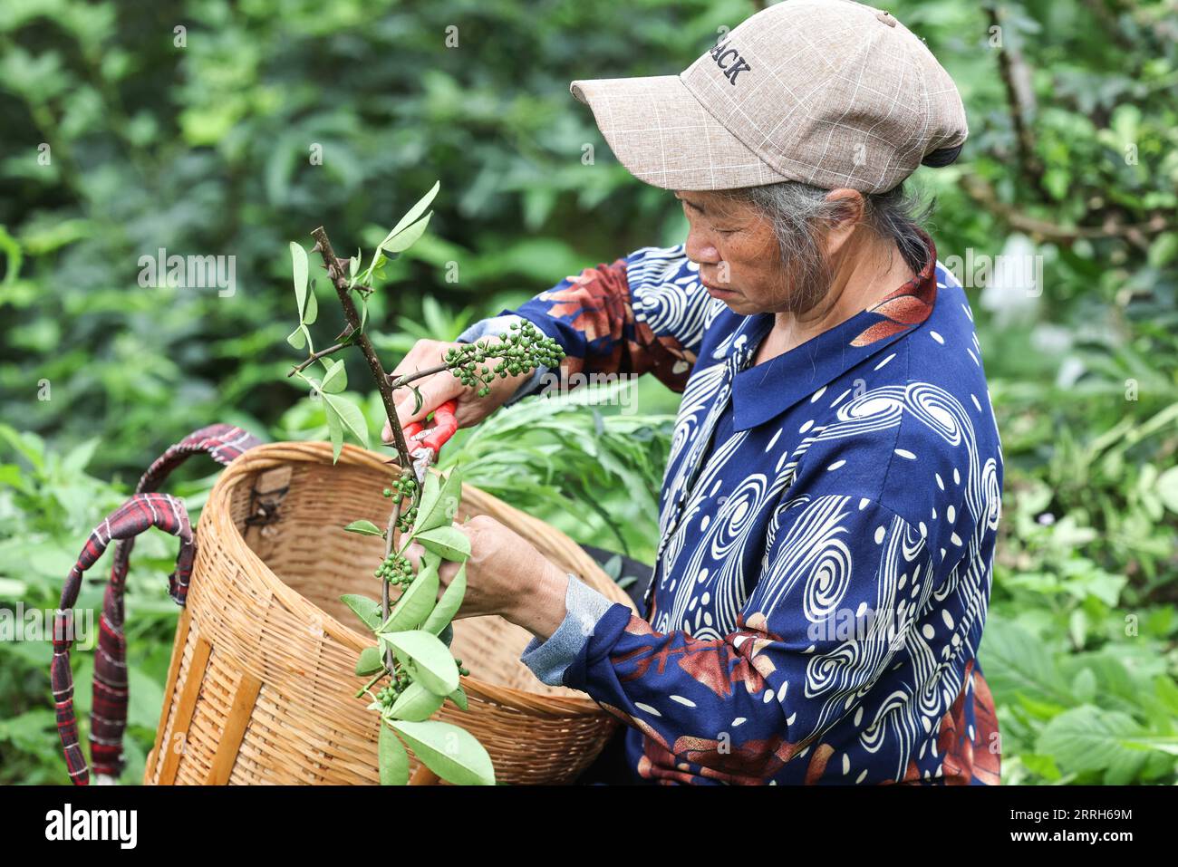 220616 -- WUCHUAN, June 16, 2022 -- A villager harvests Sichuan pepper ...