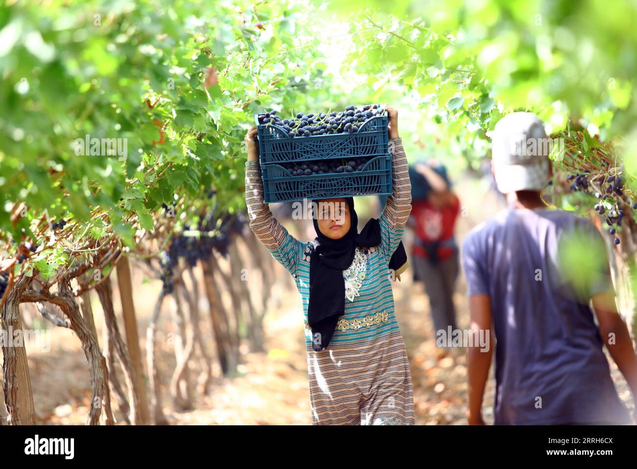 Egypt grape harvest hi-res stock photography and images - Alamy