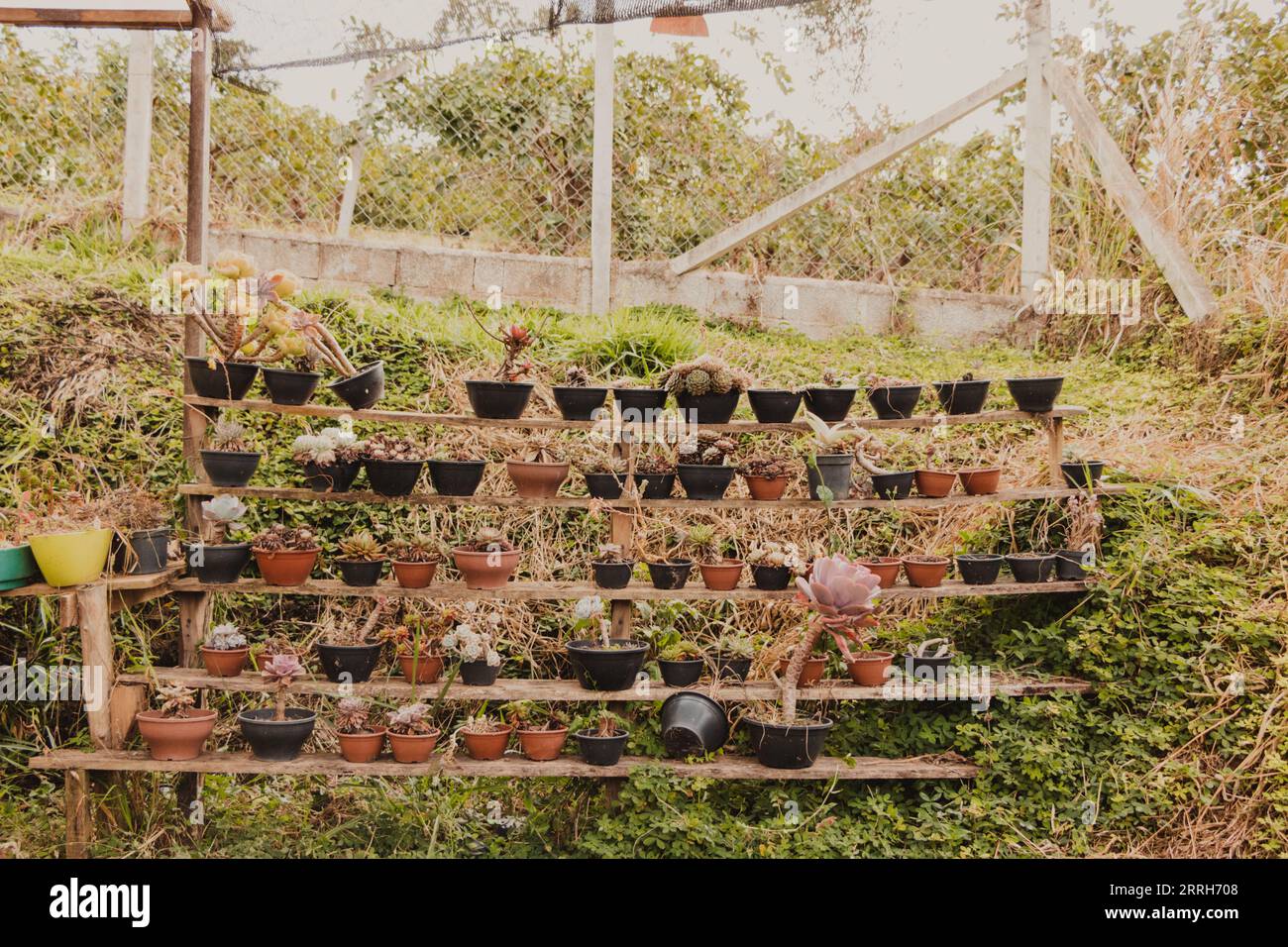 succulent pots on a rustic shelf Stock Photo - Alamy