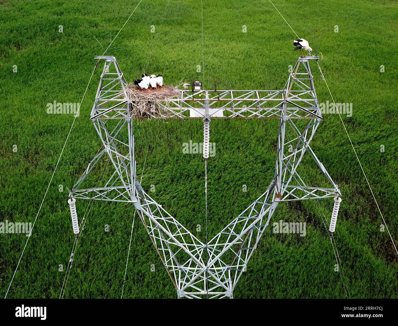 Harbin a bird hi-res stock photography and images - Alamy