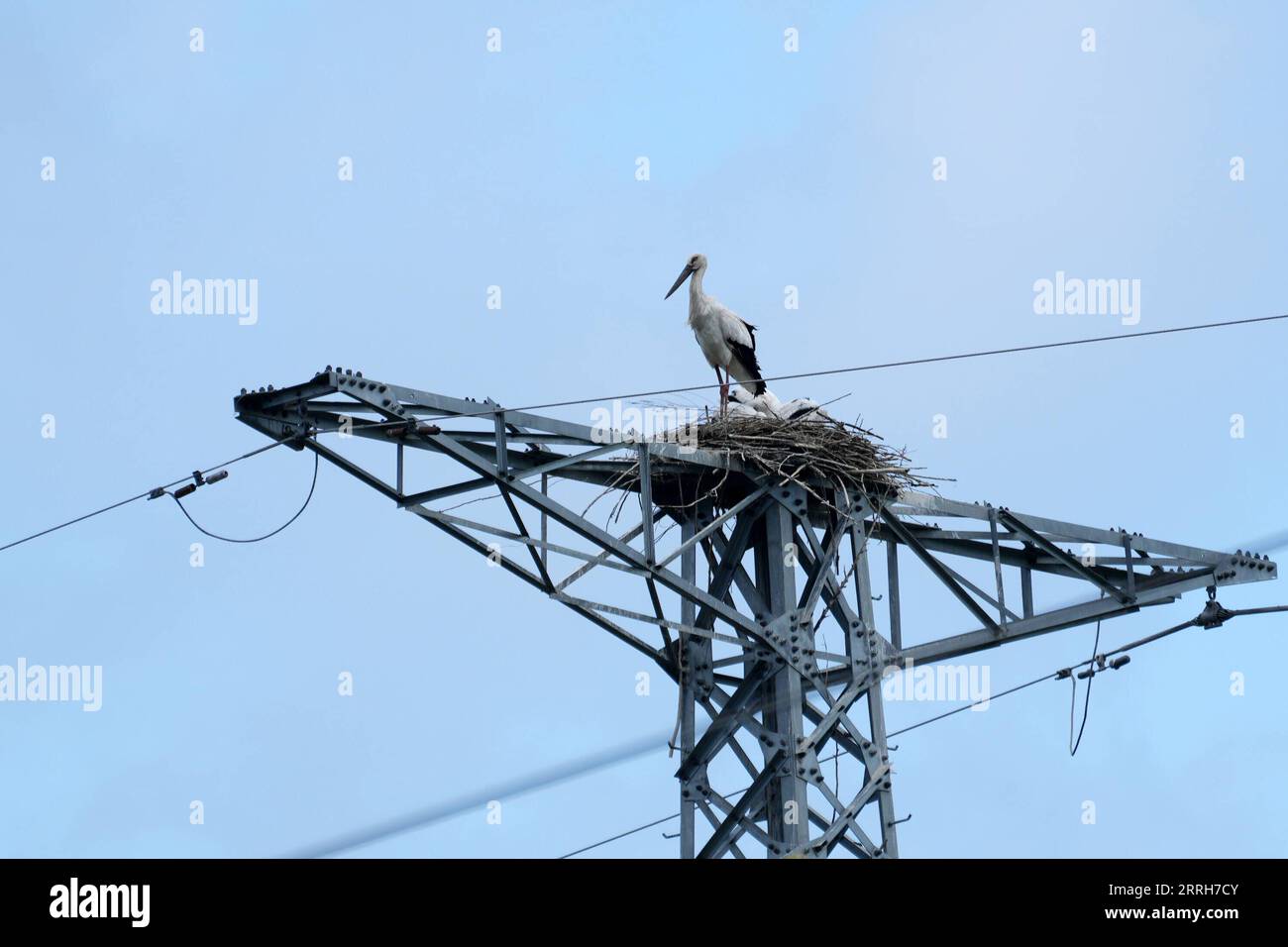Artificial stork nest hi-res stock photography and images - Alamy