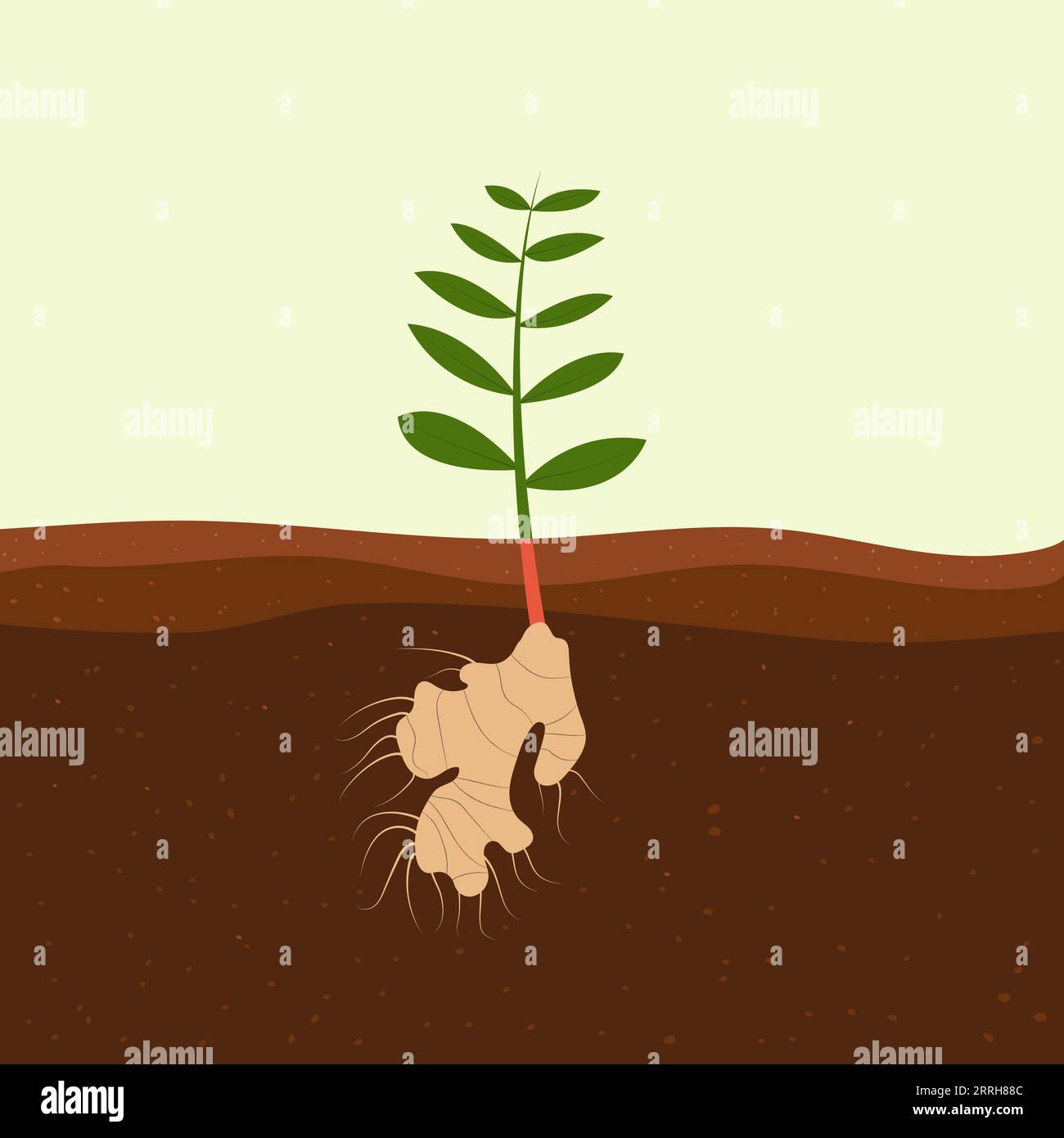 Ginger plant compost growing in soil. Leaves grown up Stock Vector ...