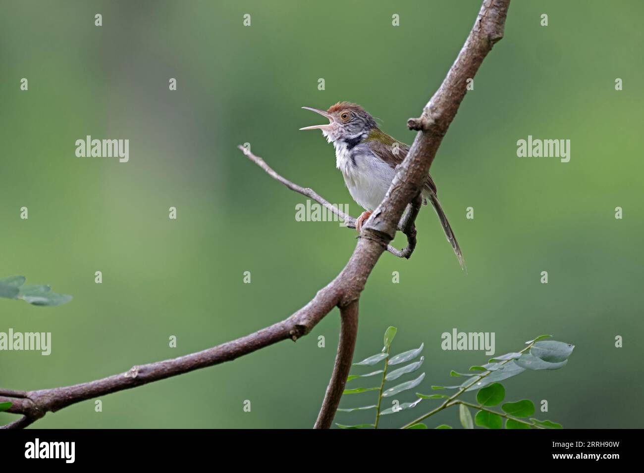 Common Tailorbird calling in the Botanic gardens in Singapore Stock ...