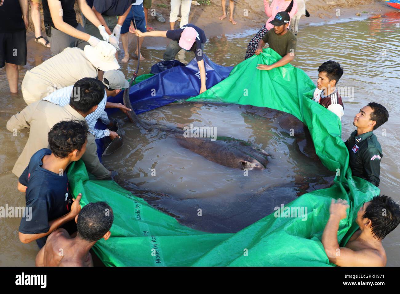 Mekong River Stingray This Stingray Is The Largest Freshwater Fish