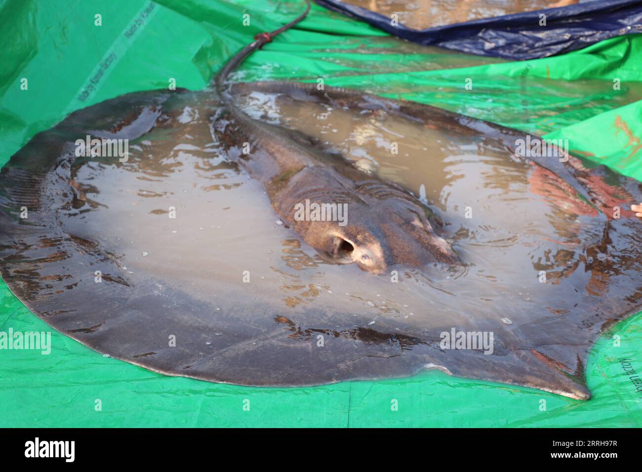 Giant stingray fish freshwater hi-res stock photography and images - Alamy
