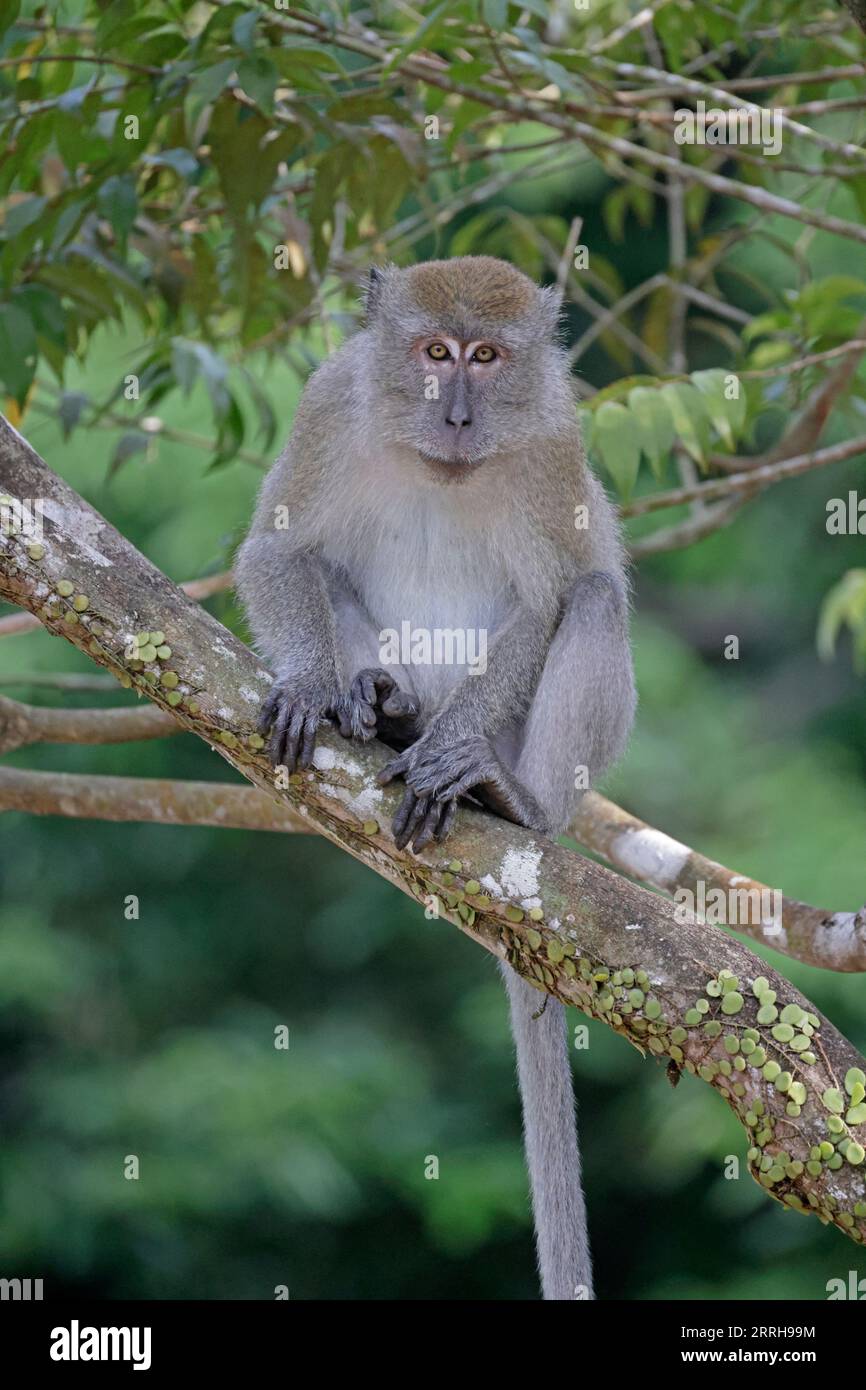 Long-tailed macaque in Singapore Stock Photo - Alamy