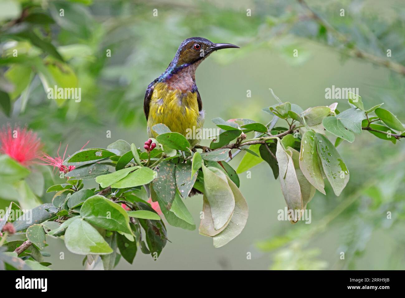 Olive backed sunbird hi-res stock photography and images - Alamy