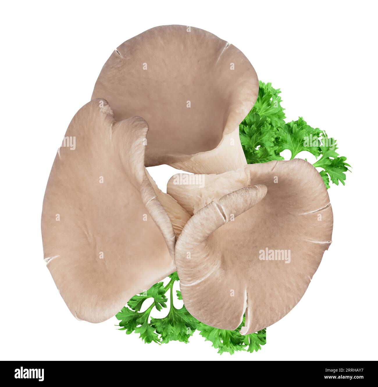 Oyster mushrooms isolated on white background with full depth of field ...