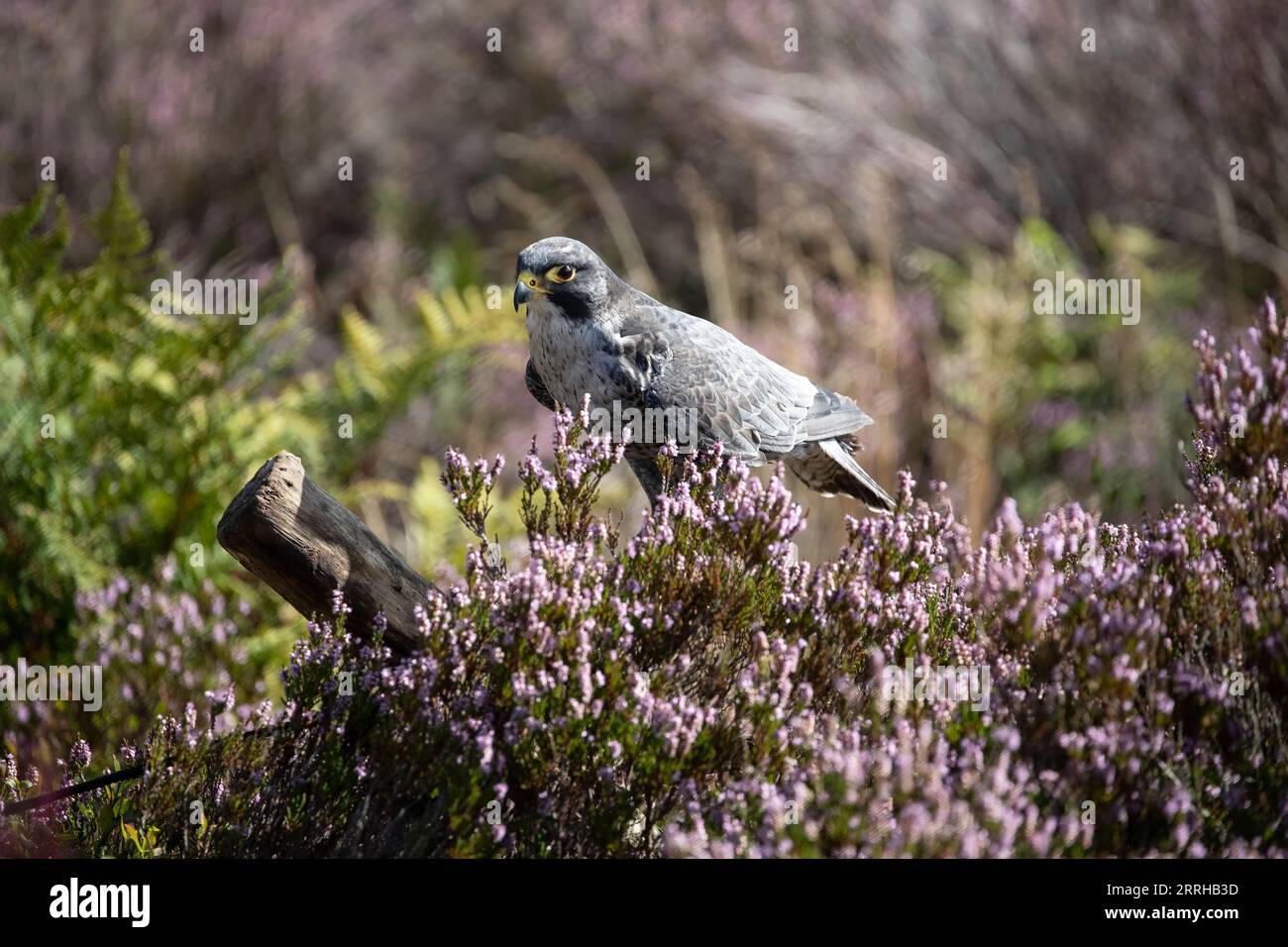 Hypercarnivorous bird species hi-res stock photography and images - Alamy