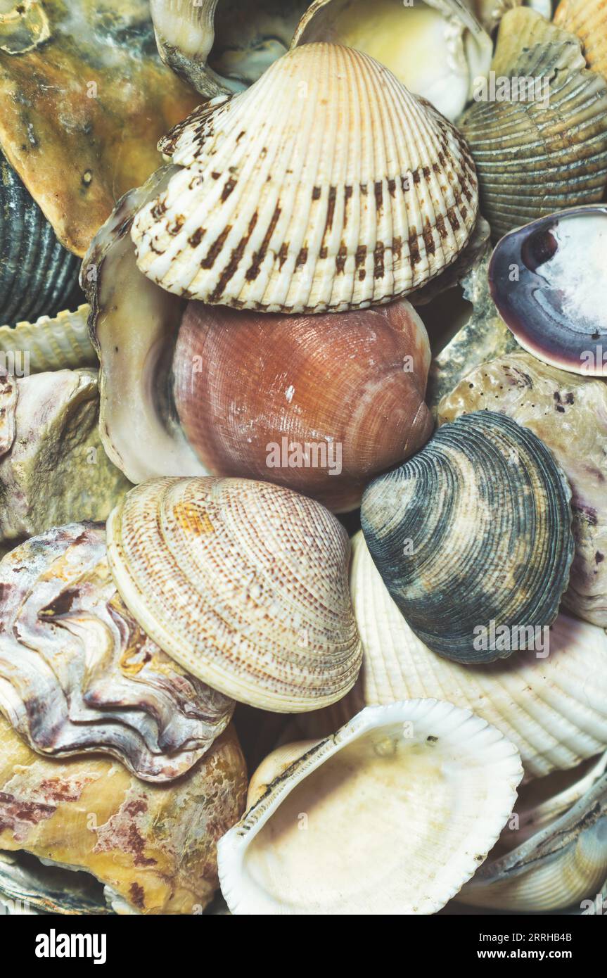 Shells together hi-res stock photography and images - Alamy