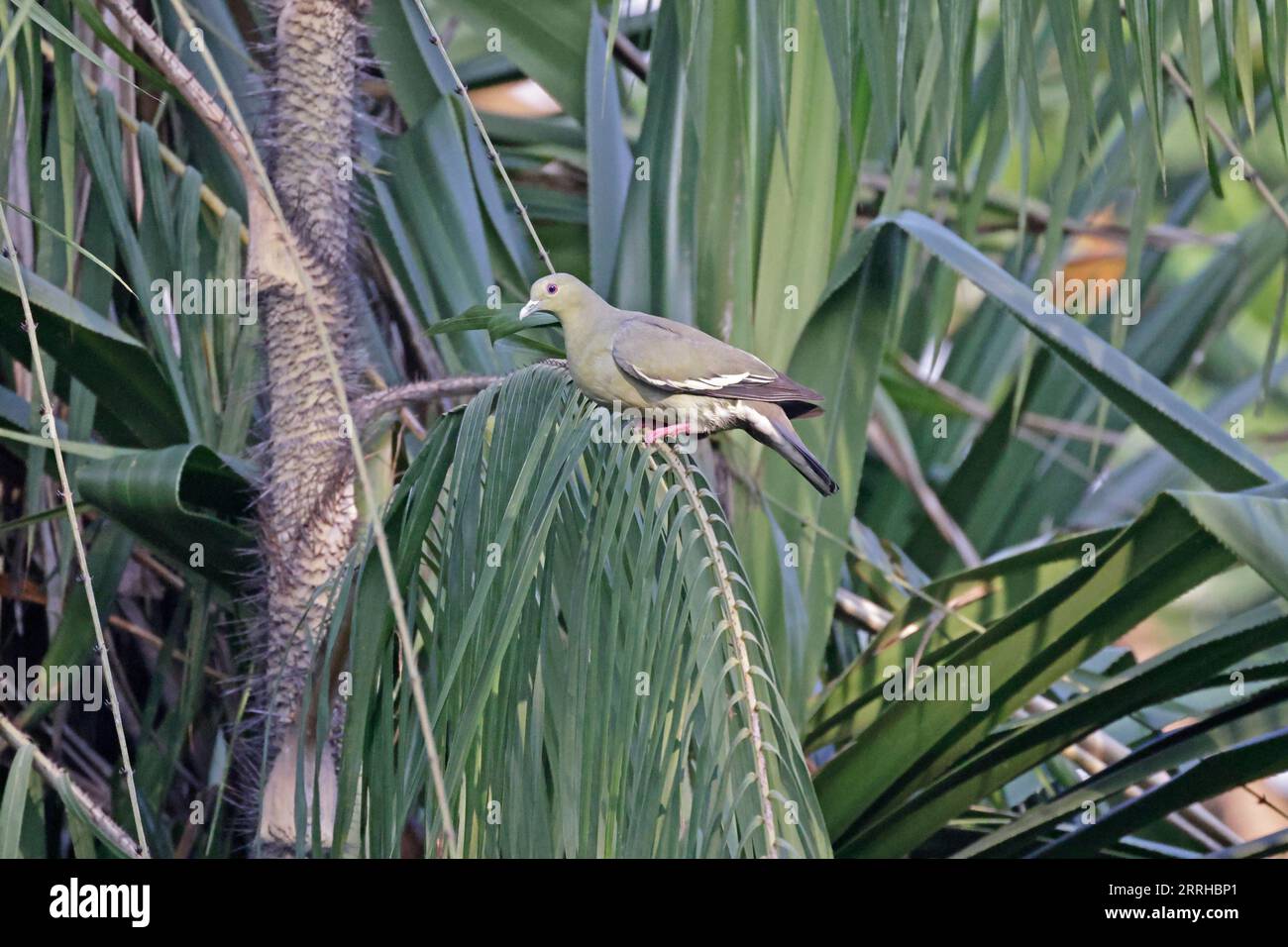 Pink-necked Green Pigeon in Singapore Stock Photo - Alamy