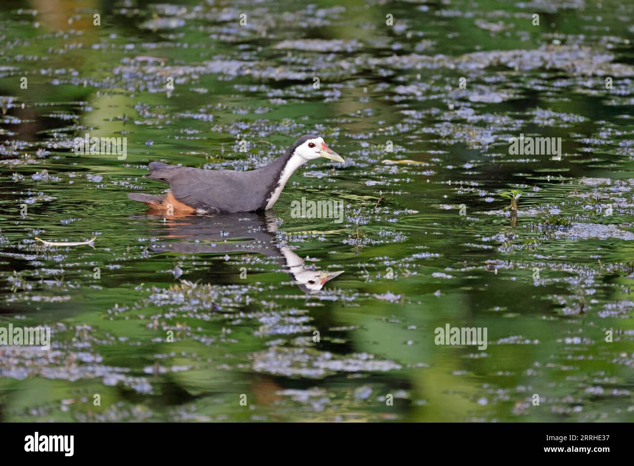 White-breasted Waterhen in Singapore Stock Photo - Alamy