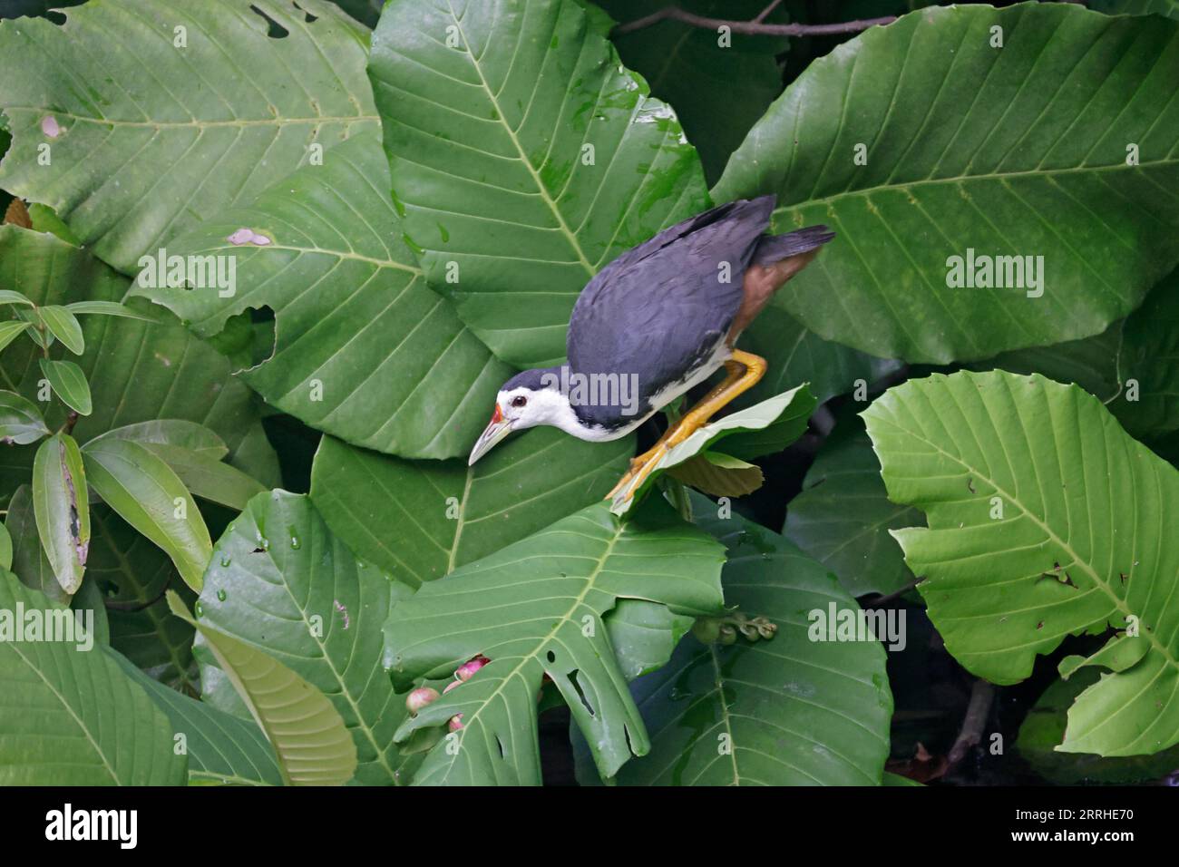 White-breasted Waterhen in Singapore Stock Photo - Alamy