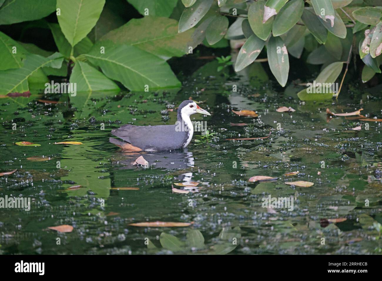White-breasted Waterhen in Singapore Stock Photo - Alamy