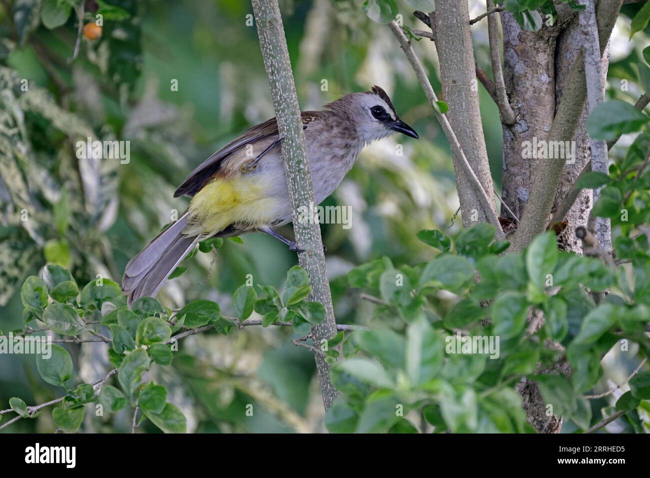 Yellow-vented Bulbul in Singapore Stock Photo - Alamy
