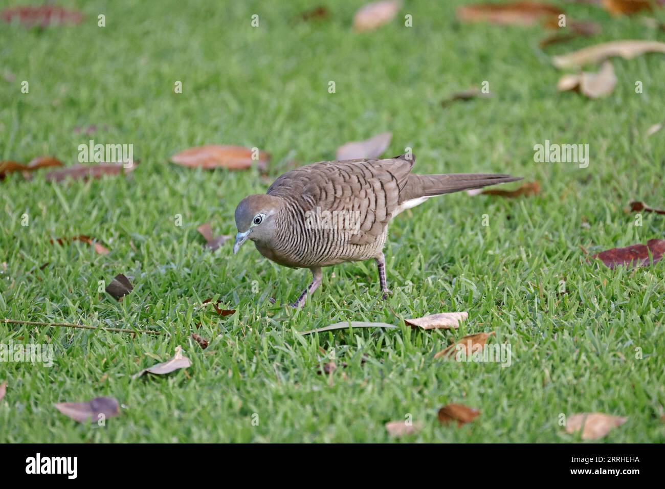 Zebra Dove in Singapore Stock Photo - Alamy