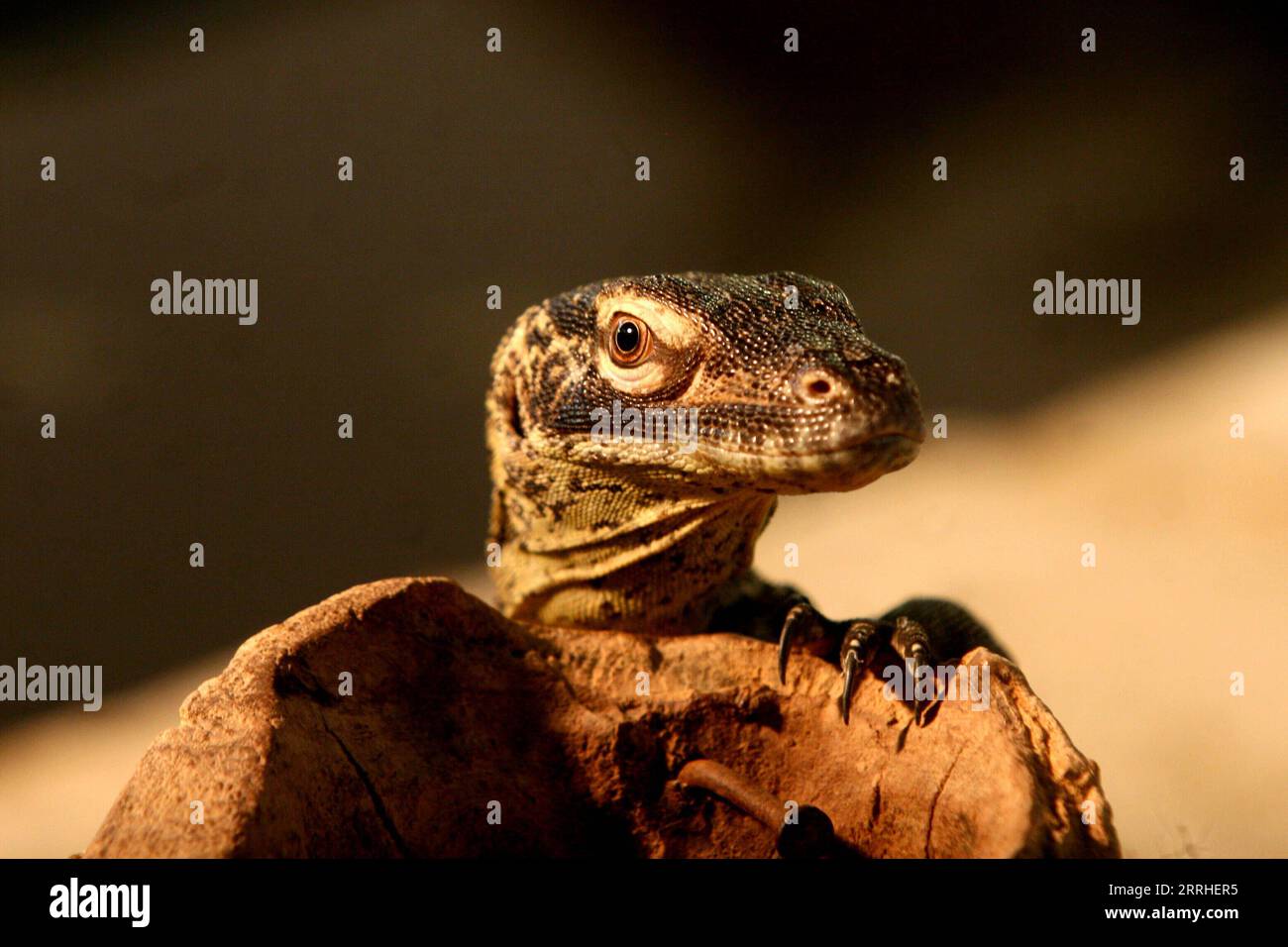 Baby komodo dragon hi-res stock photography and images - Alamy