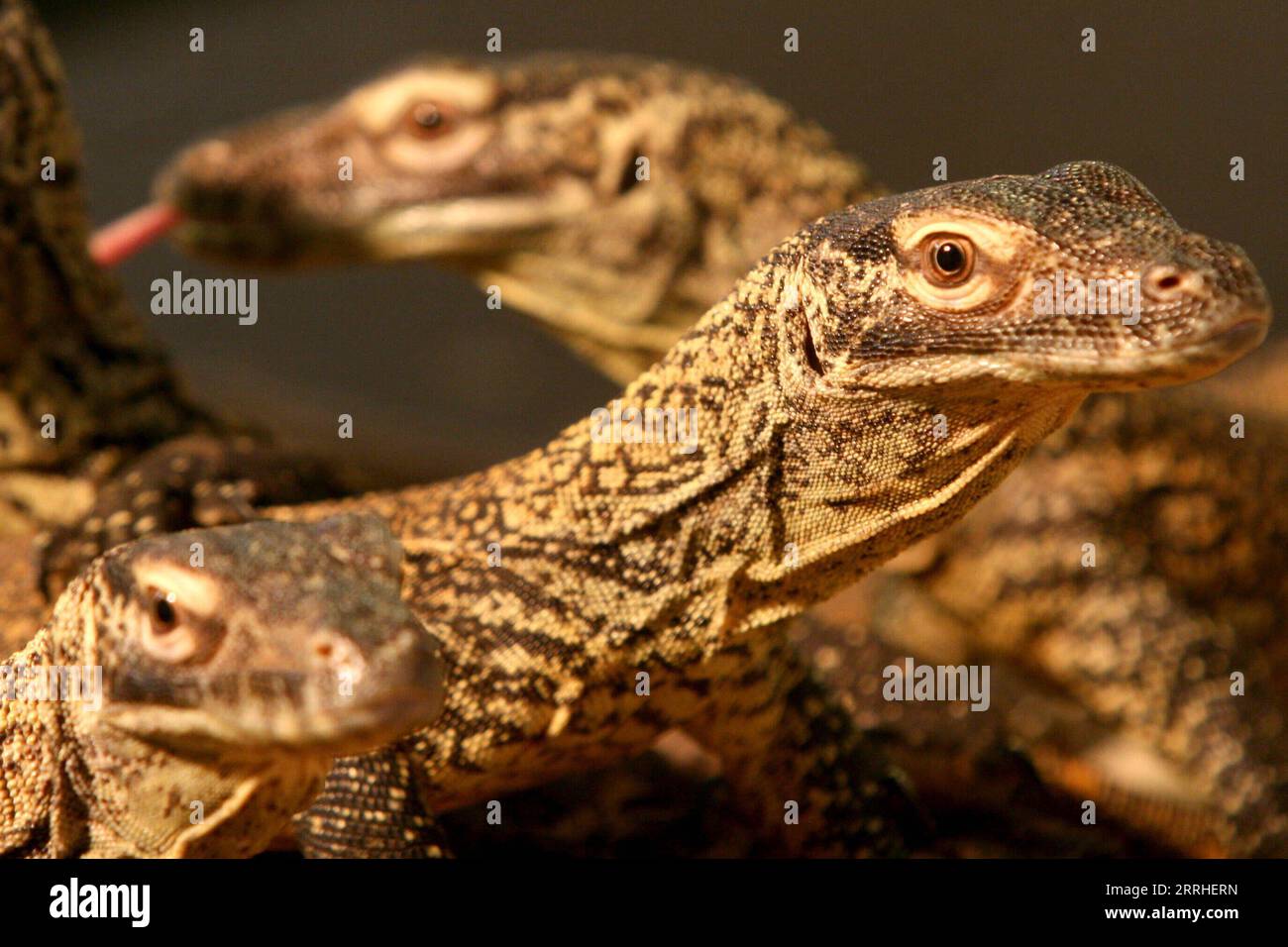 Baby komodo dragon hi-res stock photography and images - Alamy