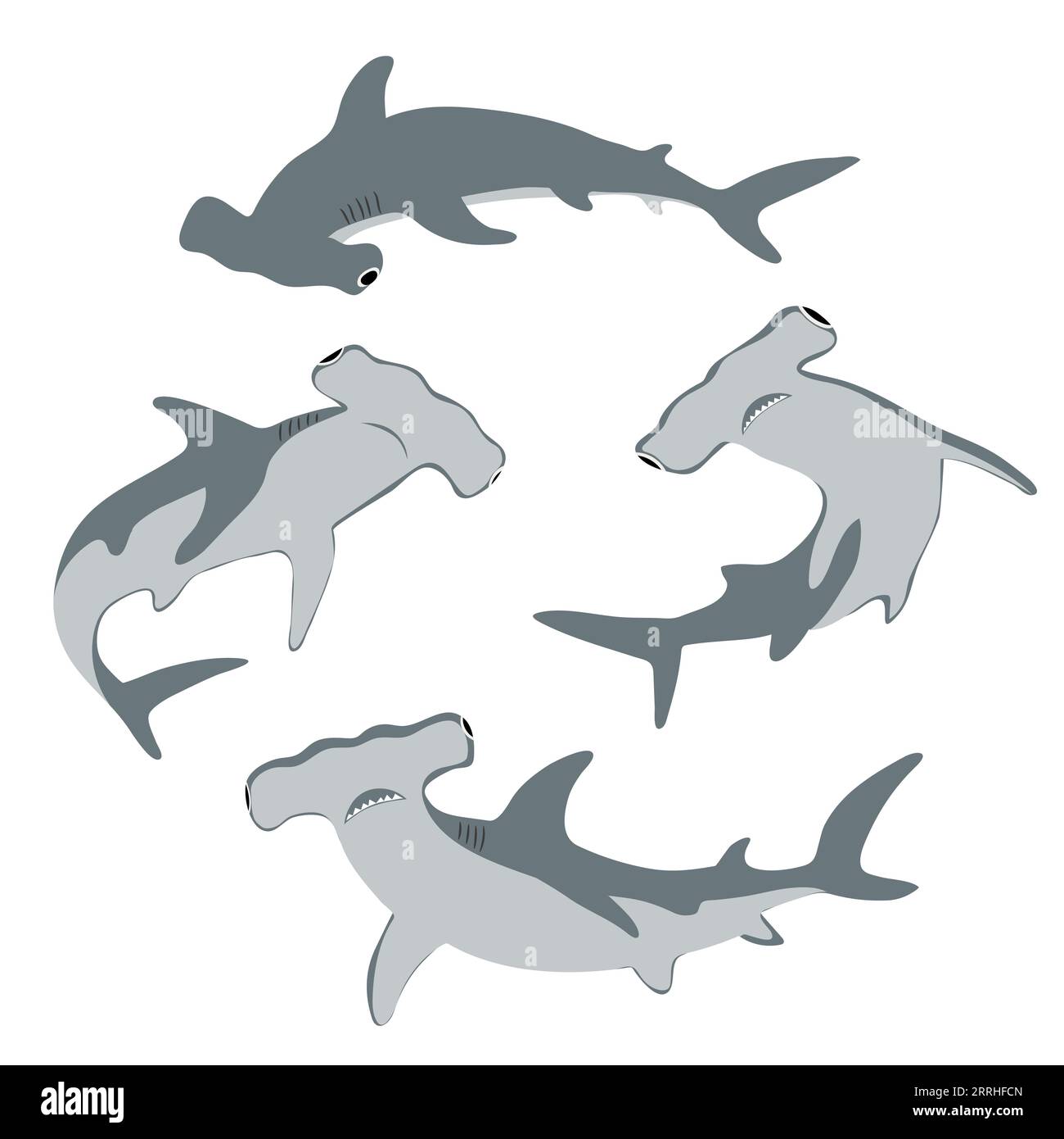 Hammerhead shark set. Vector illustration Stock Vector Image & Art - Alamy