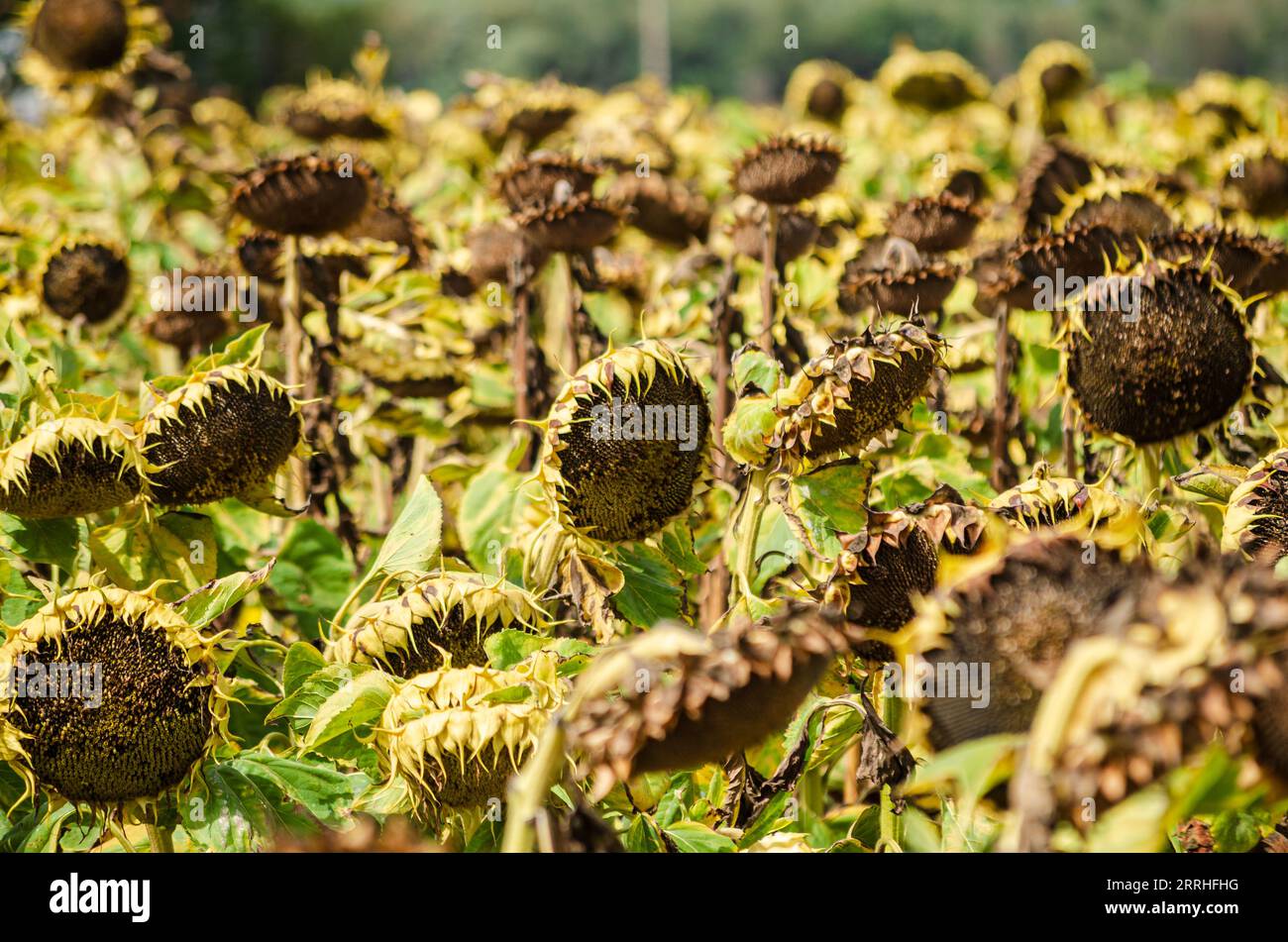 dried ripe sunflower field awaiting harvest. Field agricultural crops ...