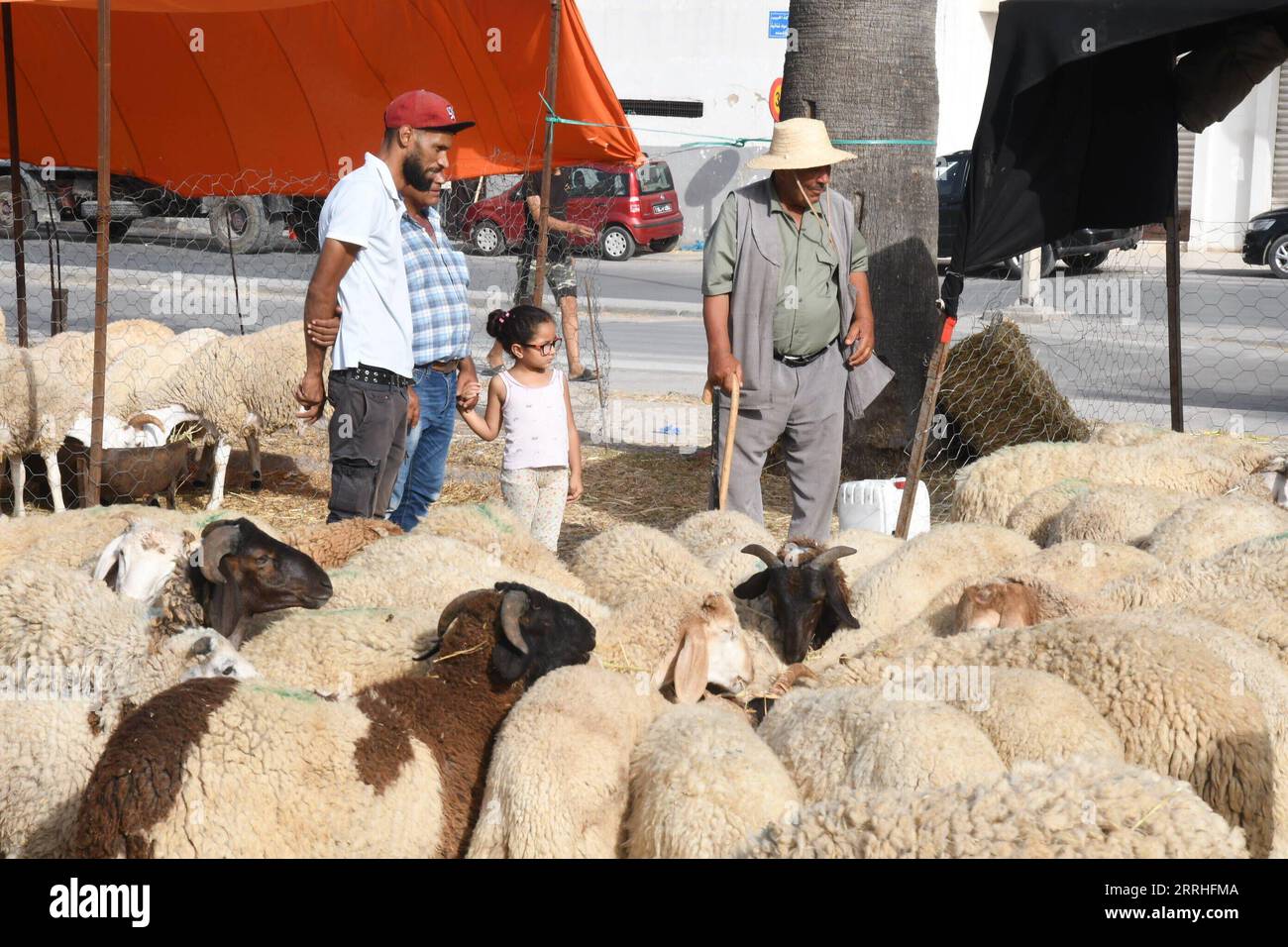 Tunis sheep hi-res stock photography and images - Alamy