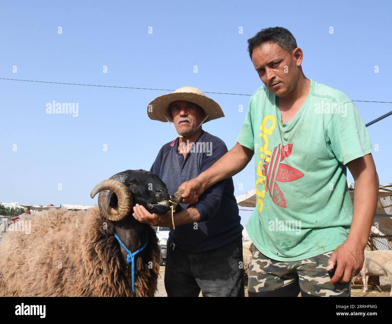 Tunis sheep hi-res stock photography and images - Alamy