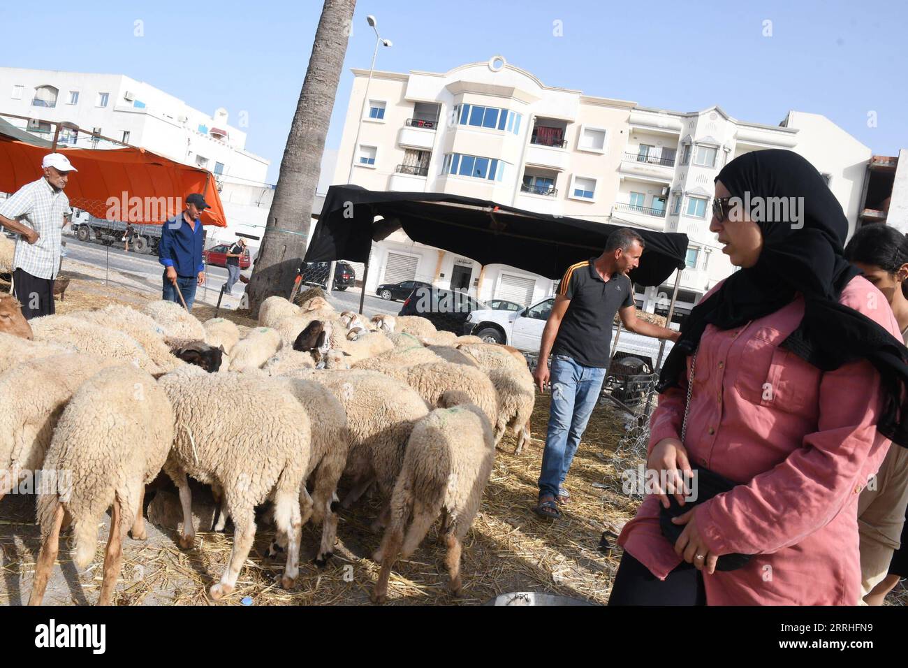 Tunis sheep hi-res stock photography and images - Alamy
