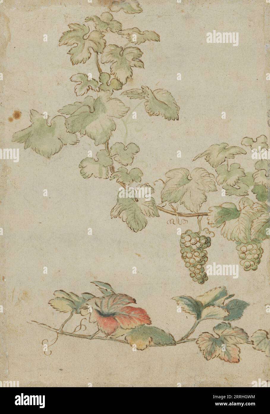 Grapevine, c17th century Stock Photo - Alamy