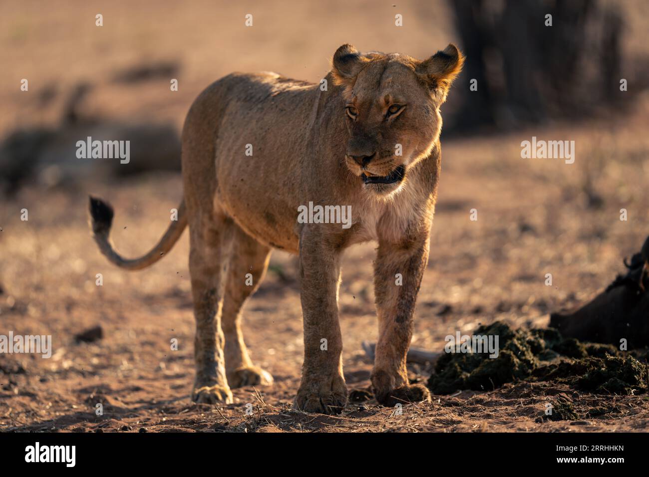 Buffalo carcase hi-res stock photography and images - Alamy