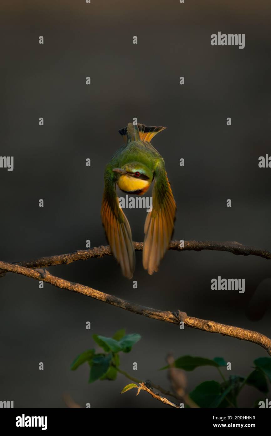 Little bee-eater with catchlight flies beating wings Stock Photo - Alamy
