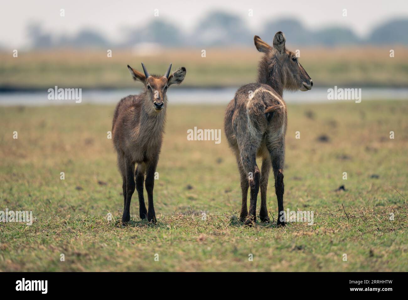 Waterbuck at riverbank hi-res stock photography and images - Alamy