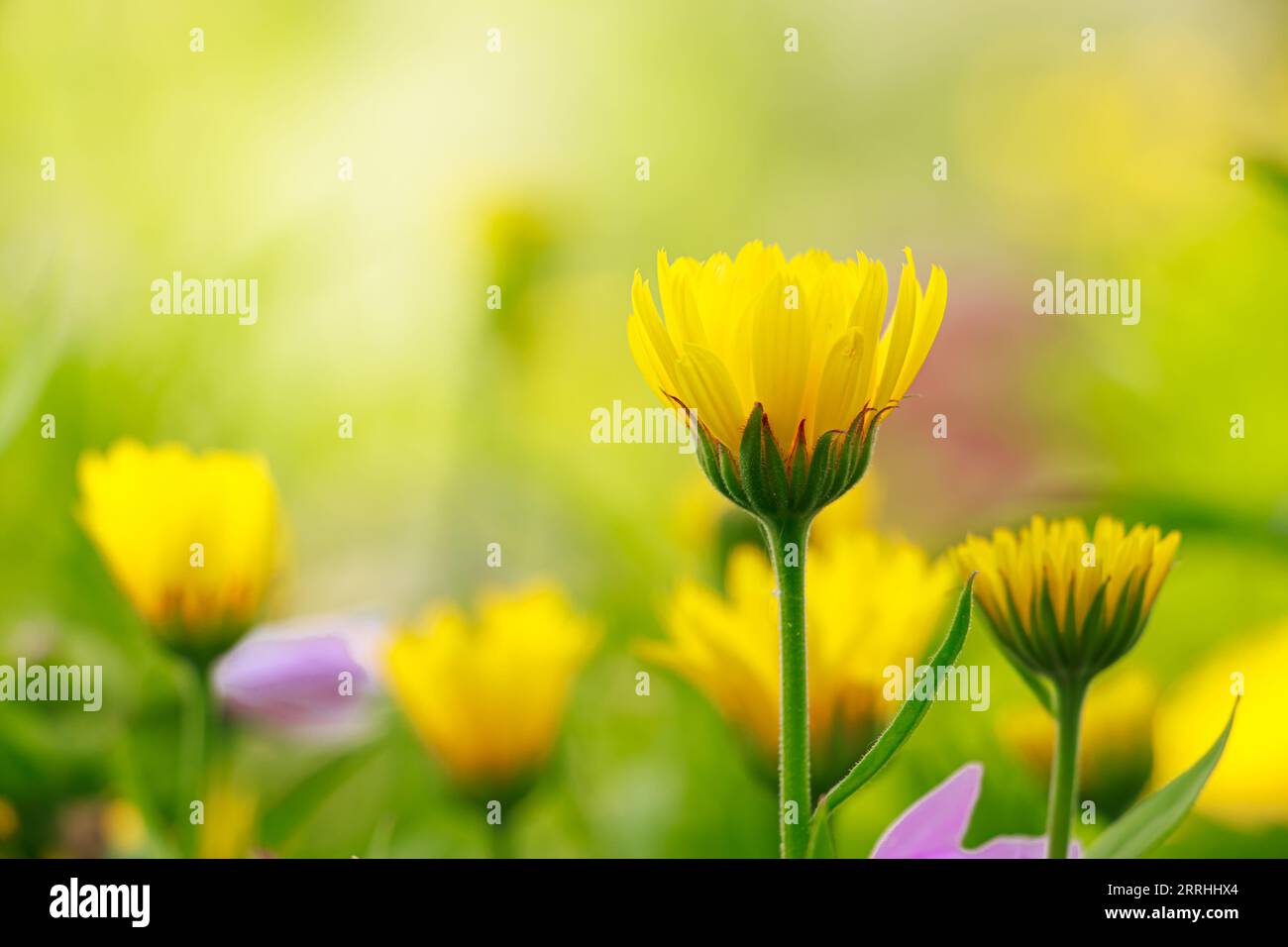 Yellow calendula flower close up. Growing medicinal plants in home ...
