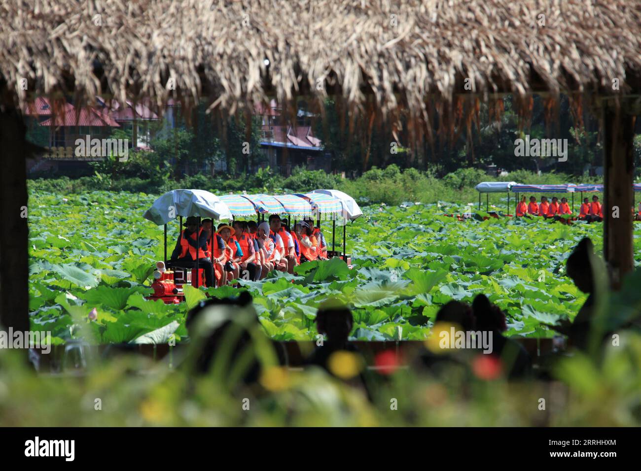 China yunan jinghong lotus hi-res stock photography and images - Alamy