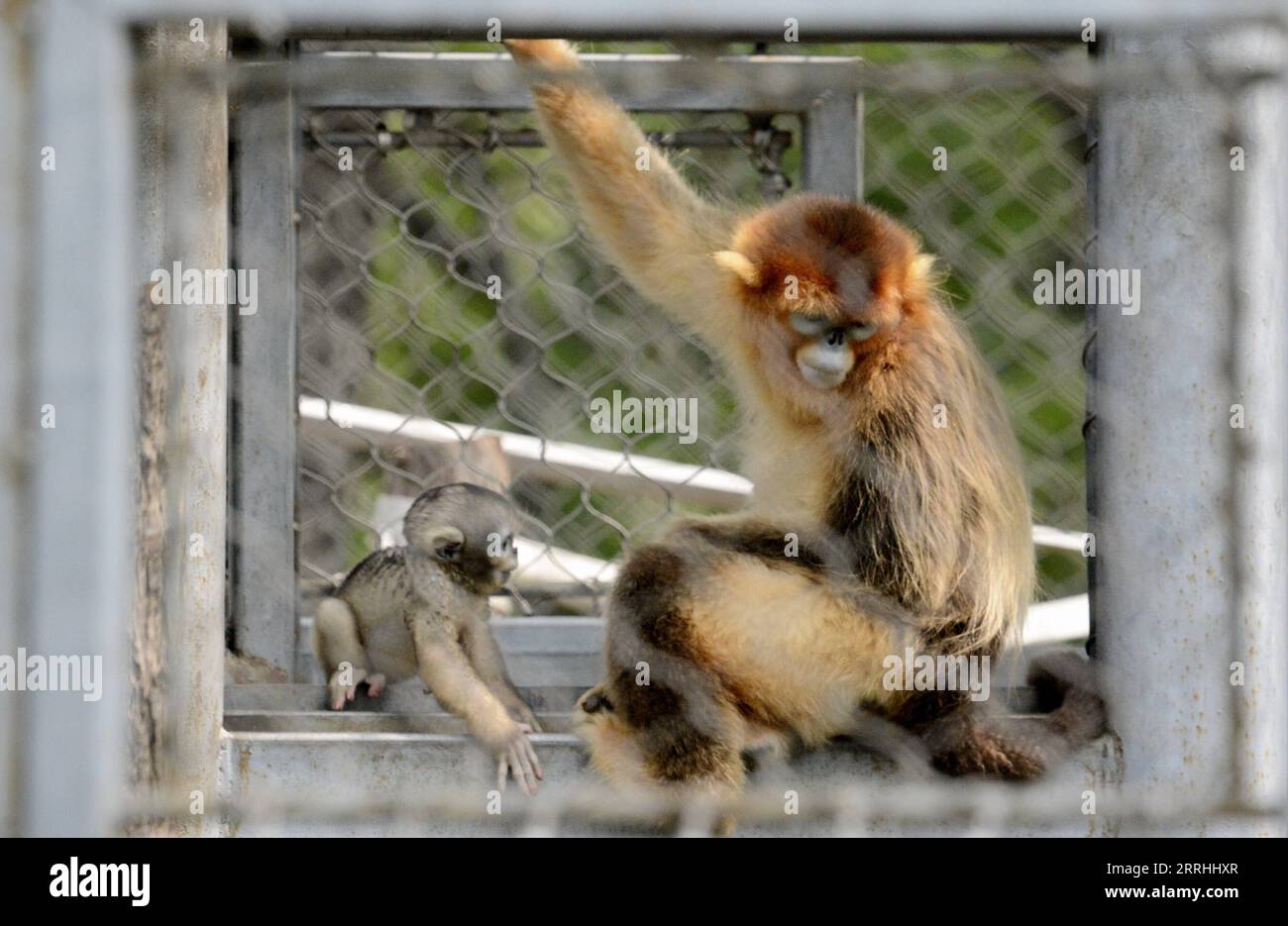 220702 -- BEIJING, July 2, 2022 -- A Sichuan golden snub-nosed monkey ...
