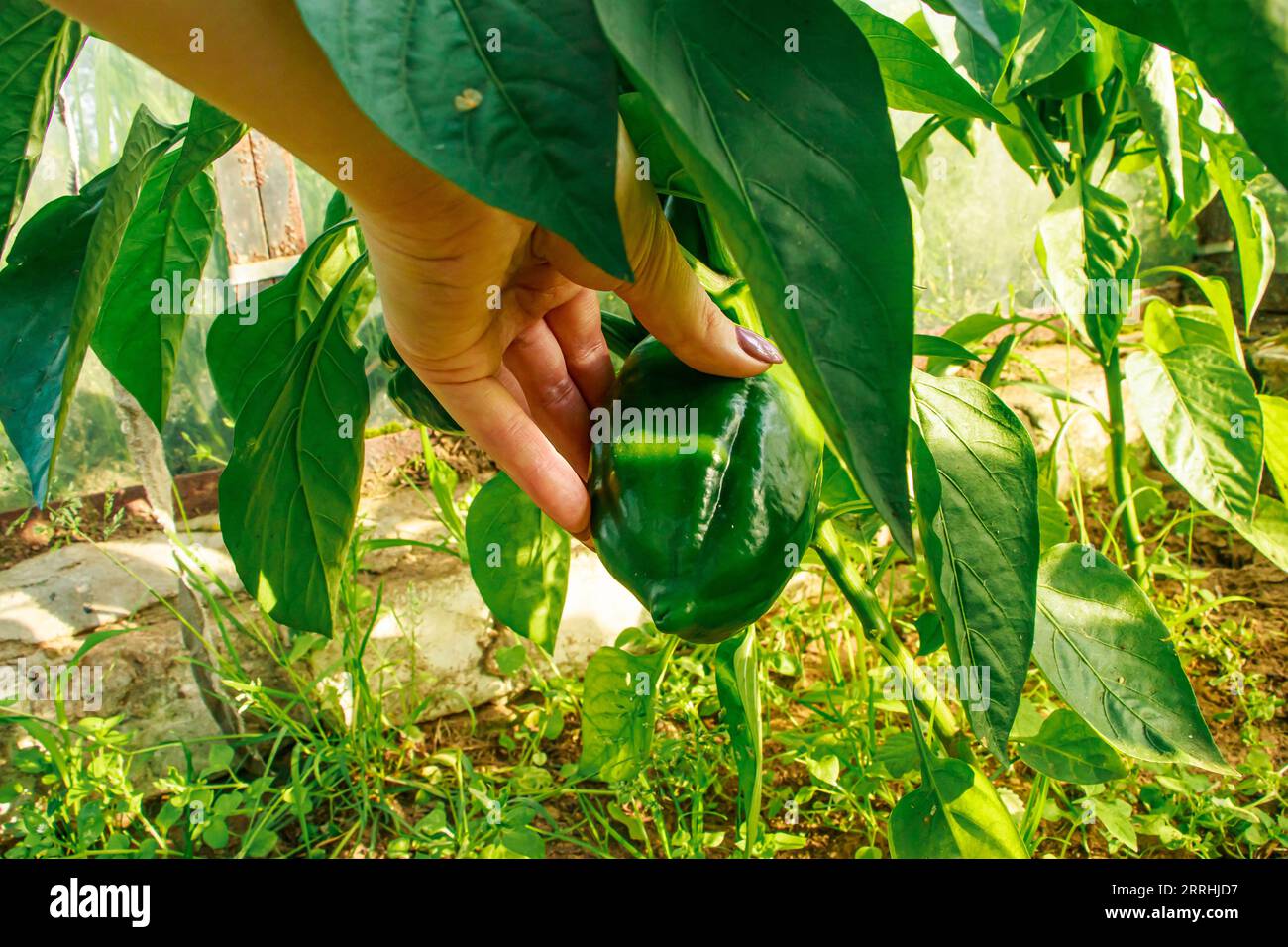 Farmer harvesting pepper in greenhouse. Hand holding young green pepper ...