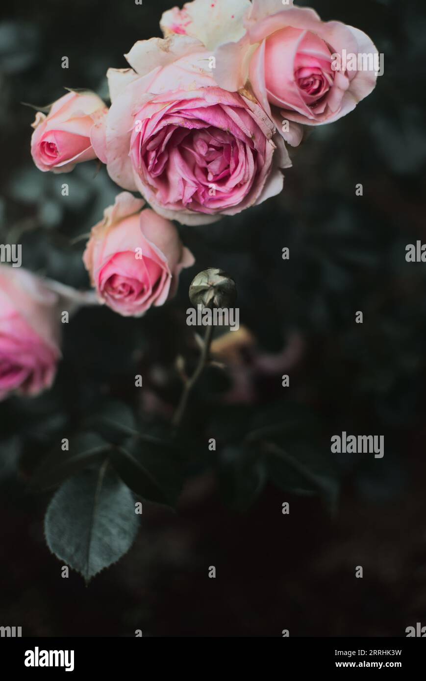 Beautiful tree roses in home garden hi-res stock photography and images ...