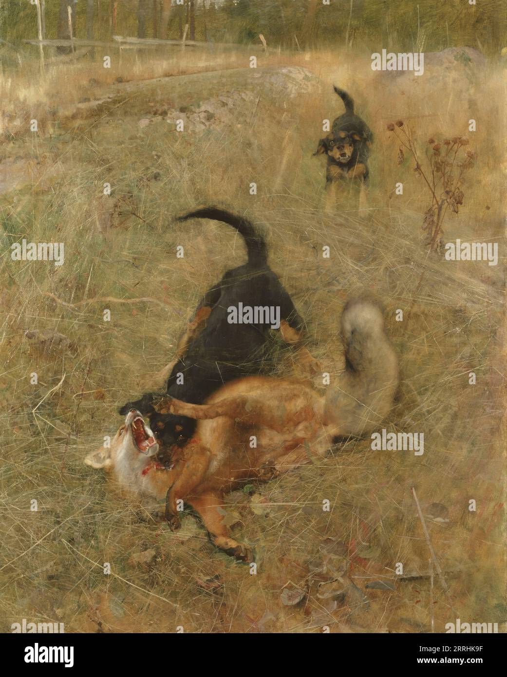 Swedish foxhound hi-res stock photography and images - Alamy