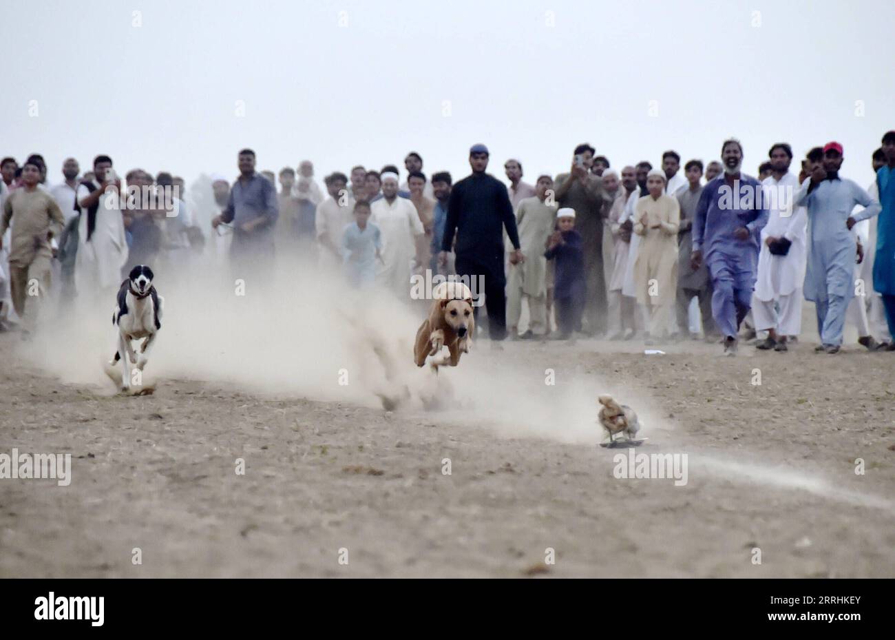 Dog chase rabbit hi-res stock photography and images - Alamy