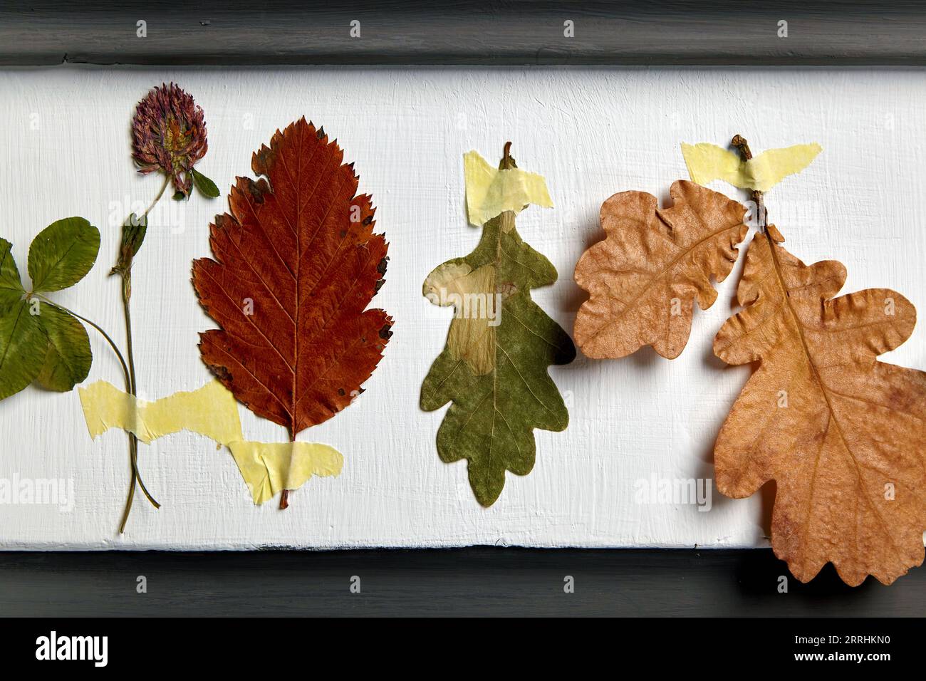 Autumn dry fallen leaves are glued to a white plaster surface with tape ...