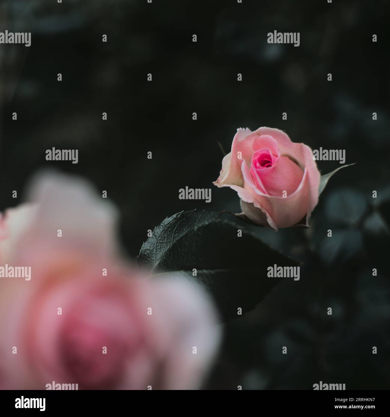 Gloomy dark photo of pink roses in a home garden Stock Photo - Alamy